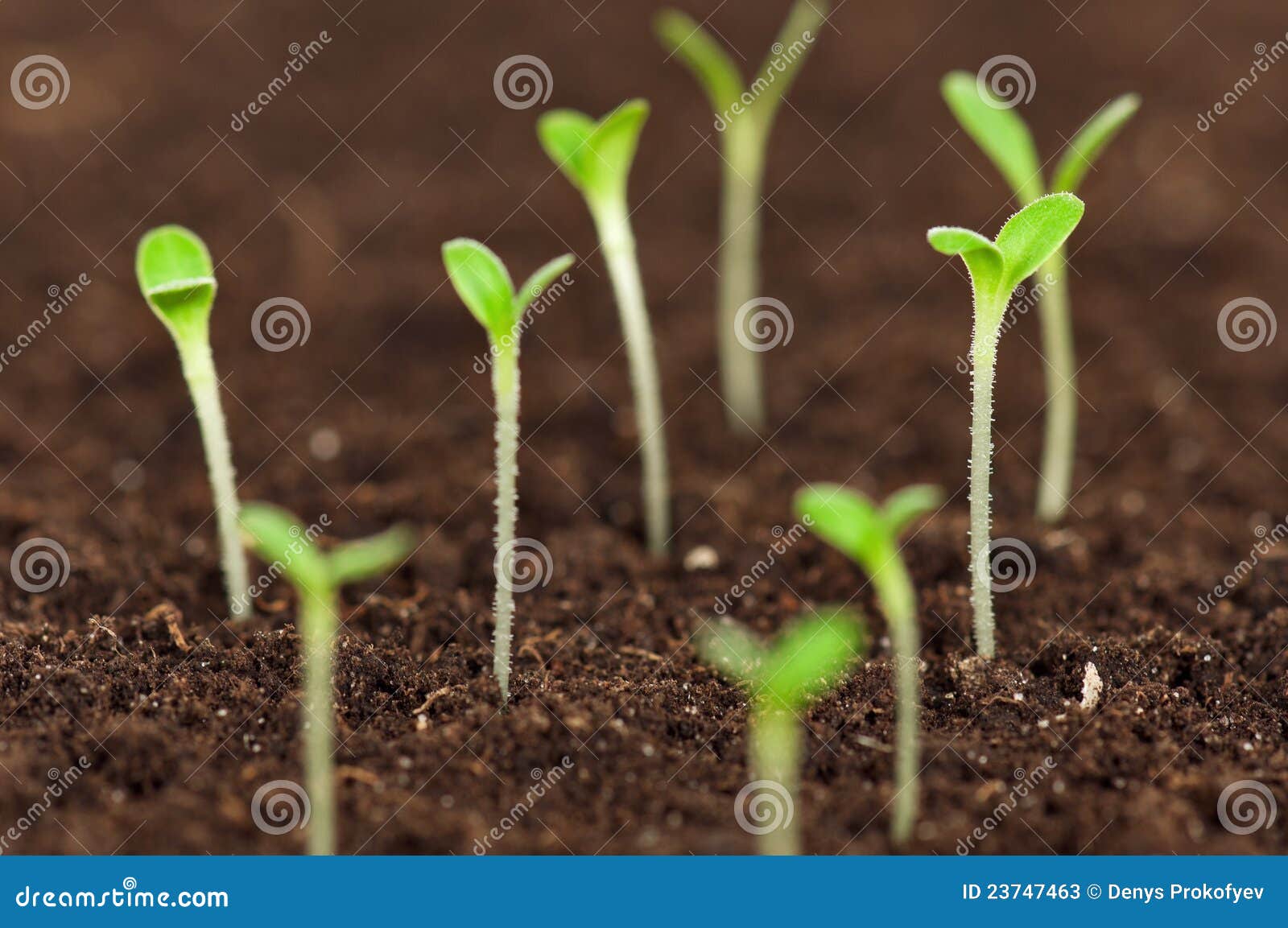 Green seedling stock image. Image of earth, care, develop - 23747463