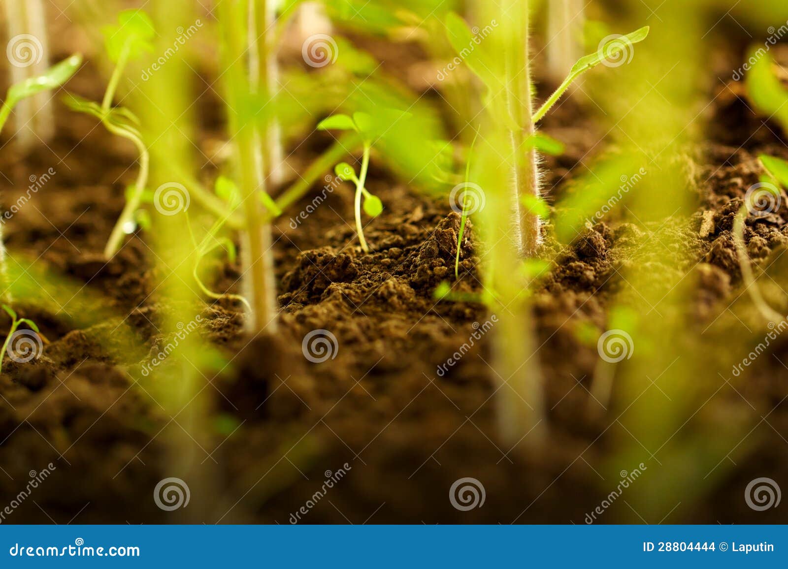 Green seedling stock photo. Image of germination, dirt - 28804444