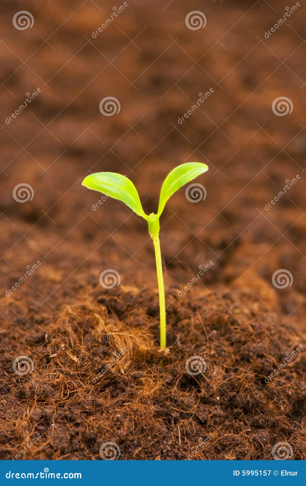 Green seedling stock image. Image of nature, macro, life - 5995157