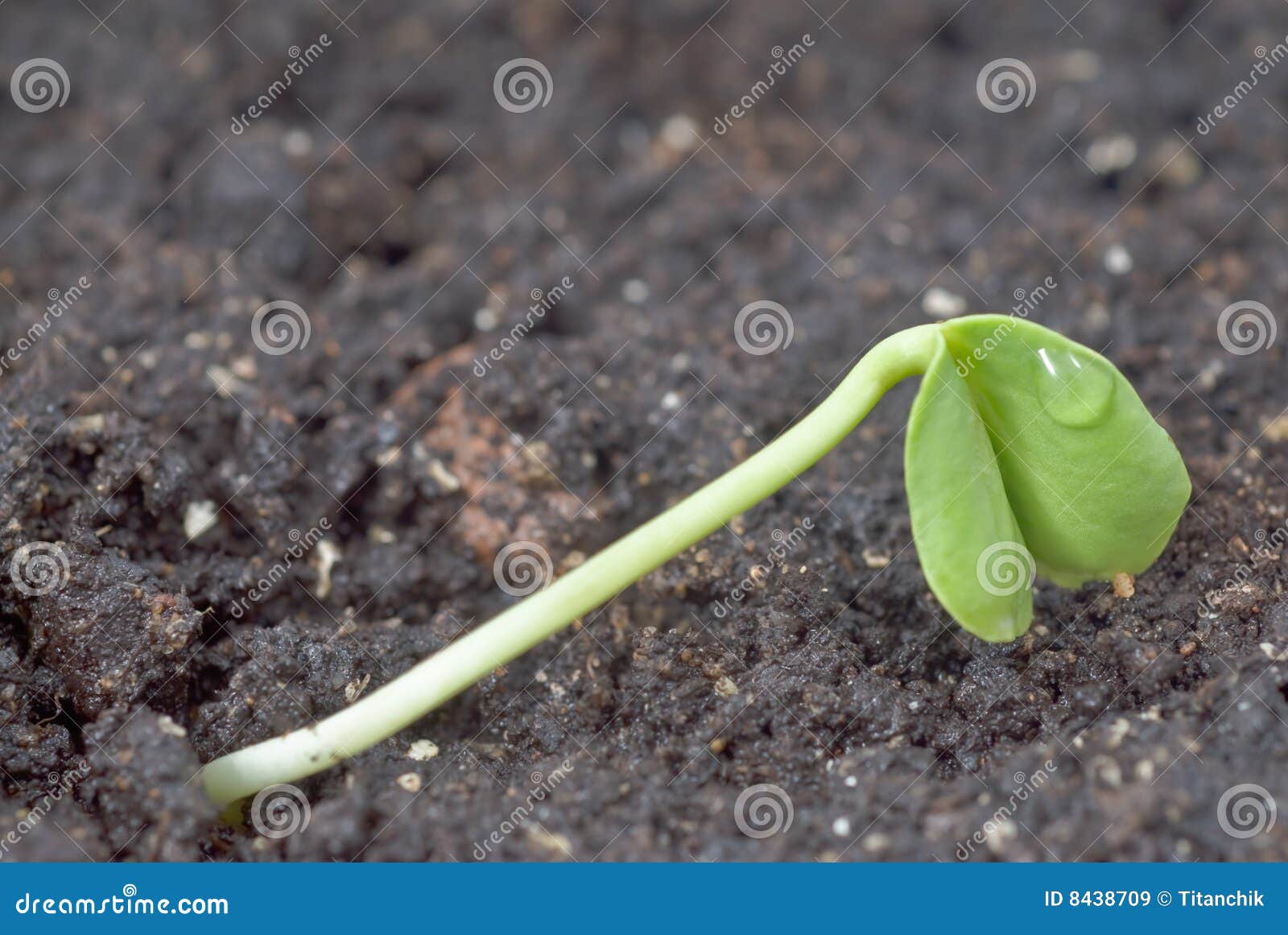 Green seedling stock image. Image of garden, lives, agriculture - 8438709