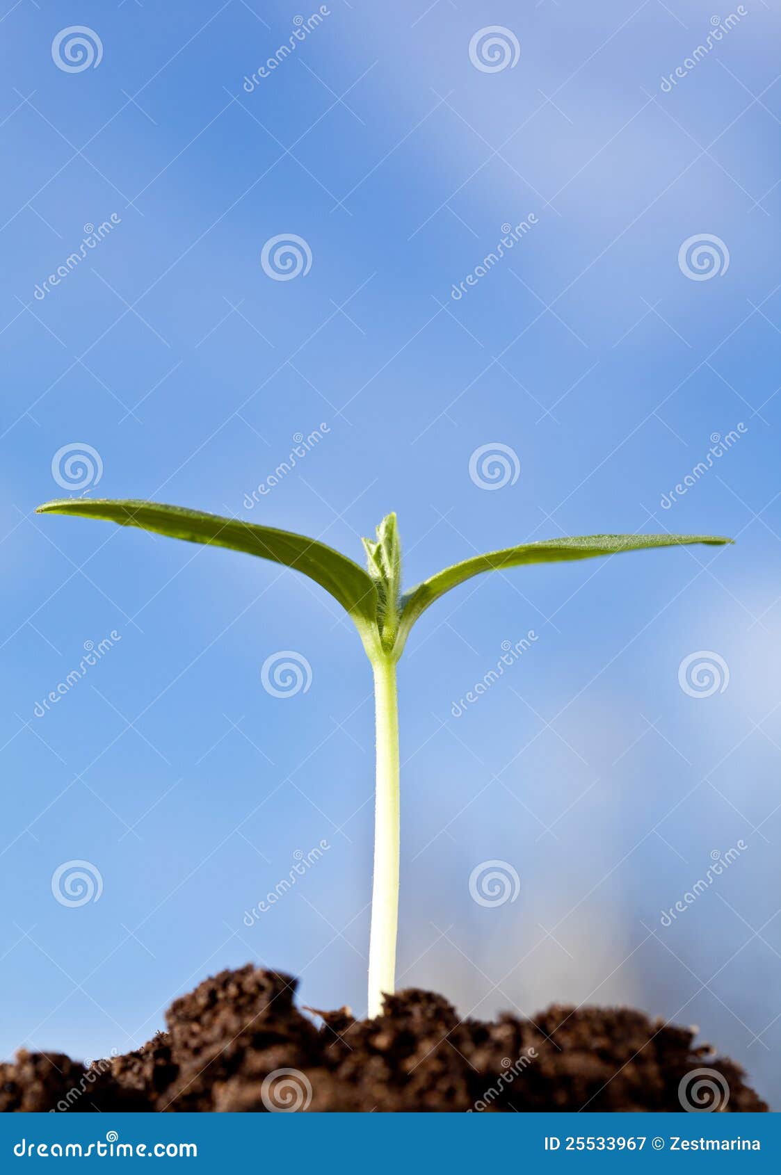 Green Seedling Against Blue Sky Stock Image - Image of environmental ...