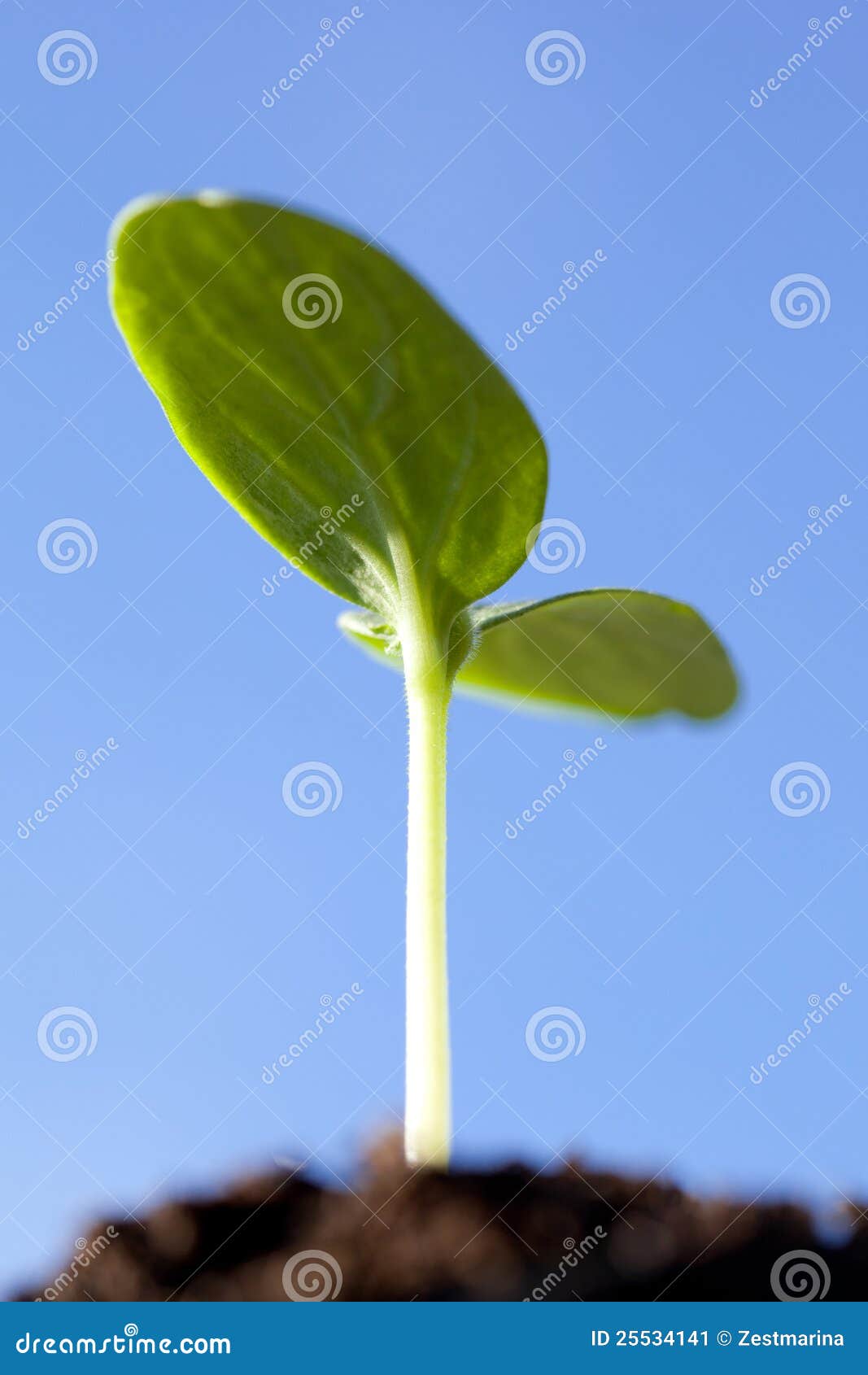 Green Seedling Against Blue Sky Stock Image - Image of botany, outdoors ...