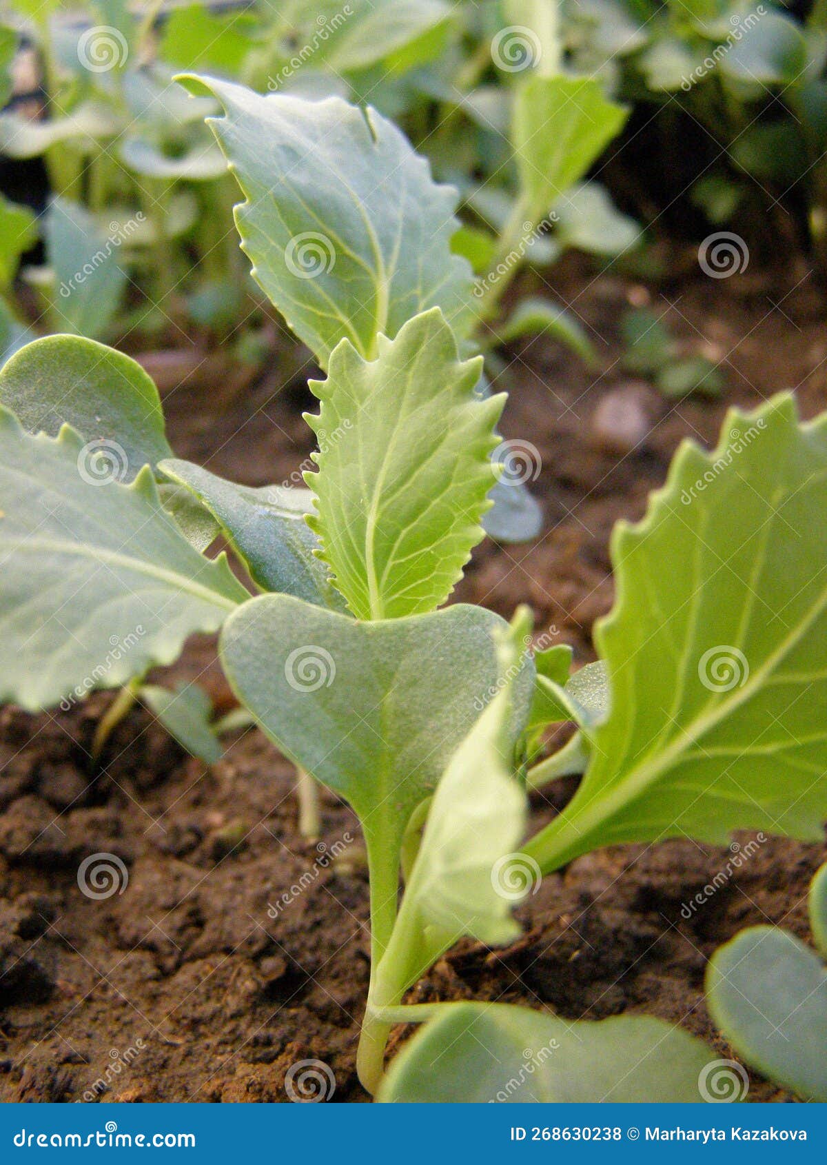 Green Seedling of Cabbage in Ground Stock Photo - Image of flower ...