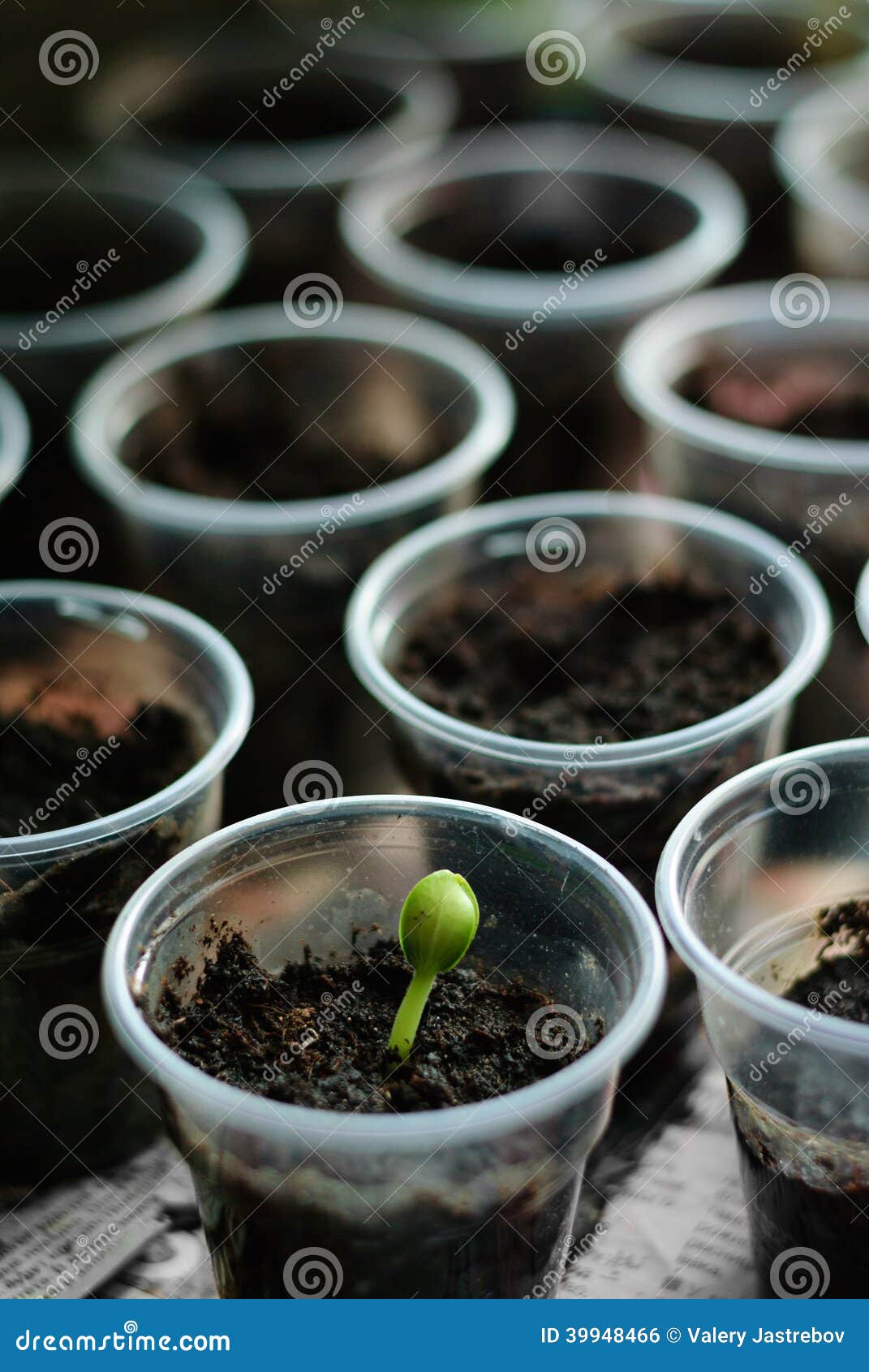 Green seedling in caps stock photo. Image of leaf, objects - 39948466