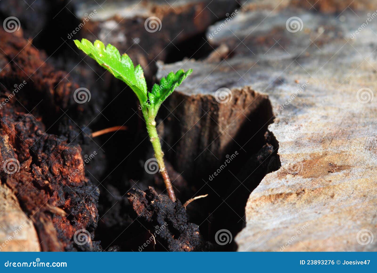 Green Seedling Concept of New Life Over Old Tree Stock Photo - Image of ...