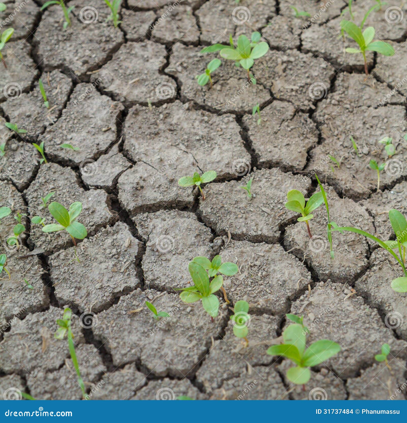 Green seedling stock photo. Image of leaf, farming, green - 31737484