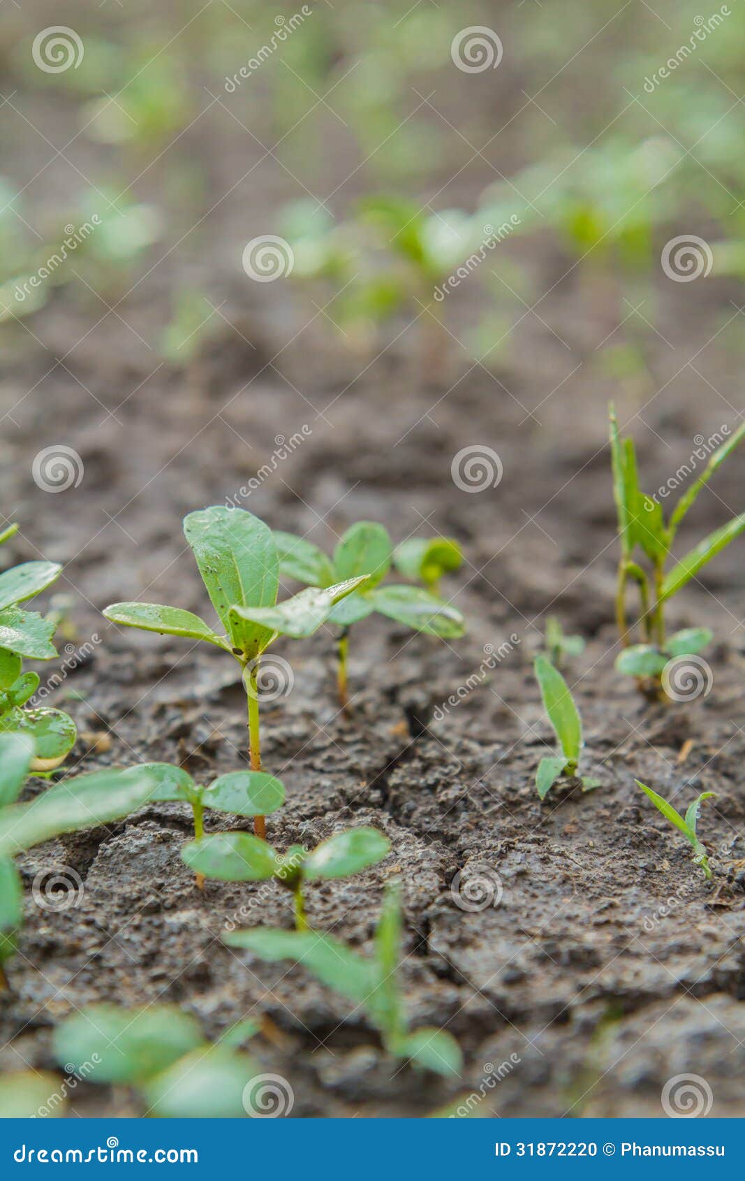 Green seedling stock photo. Image of fresh, environmental - 31872220