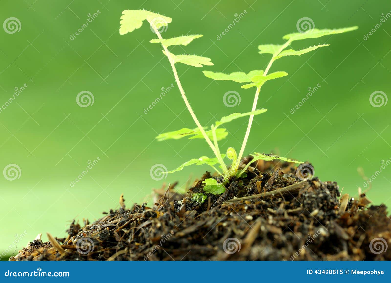 Green seedling on ground. stock image. Image of grow - 43498815