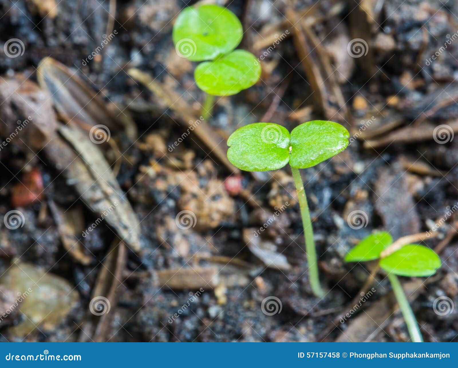 Green Seedling in the Ground Stock Photo - Image of hope, nature: 57157458