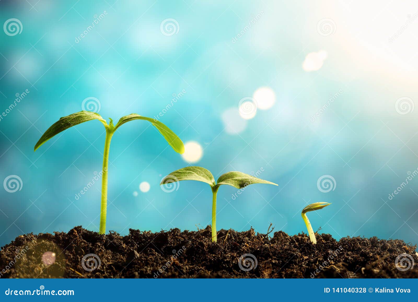Green seedling growing stock photo. Image of fragility - 141040328