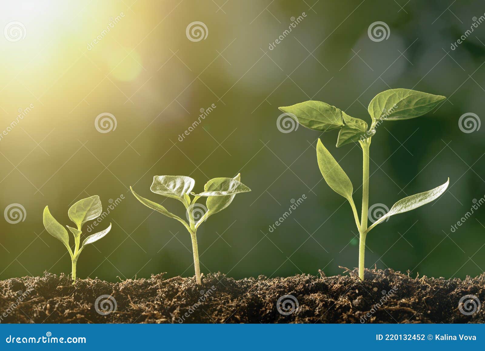 Seedling Growing on the Ground in the Rain Stock Photo - Image of drop ...