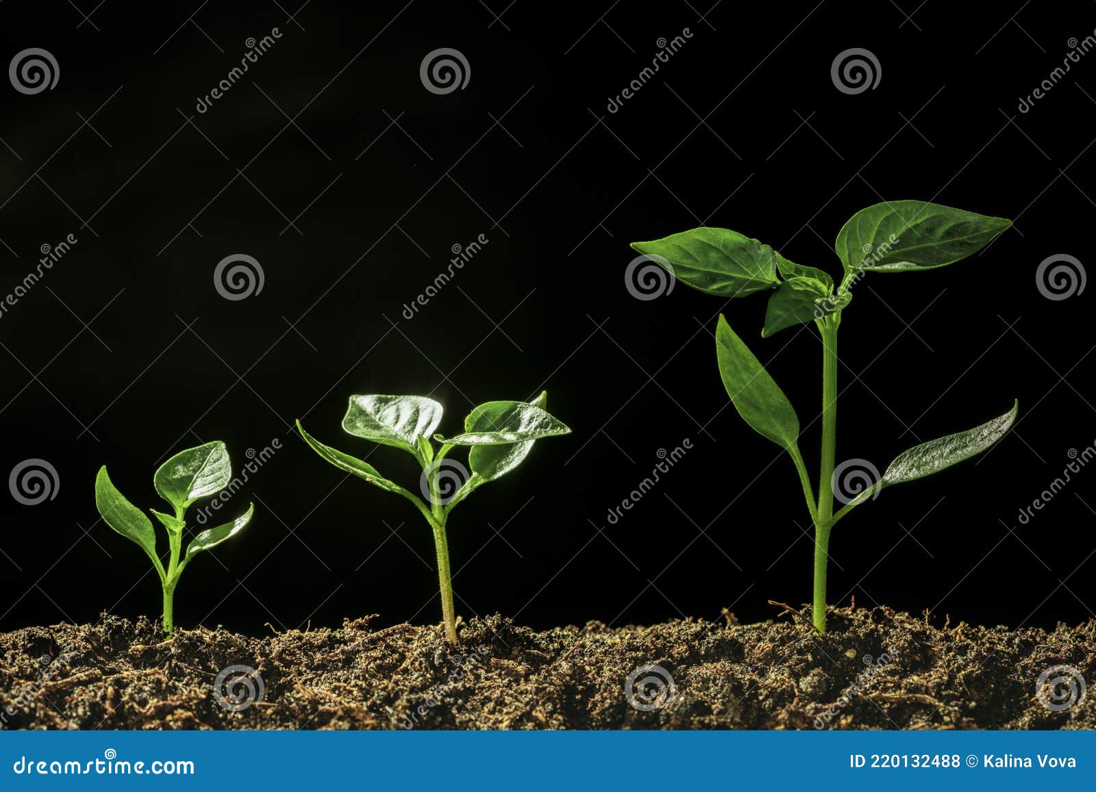 Seedling Growing on the Ground in the Rain Stock Photo - Image of ...