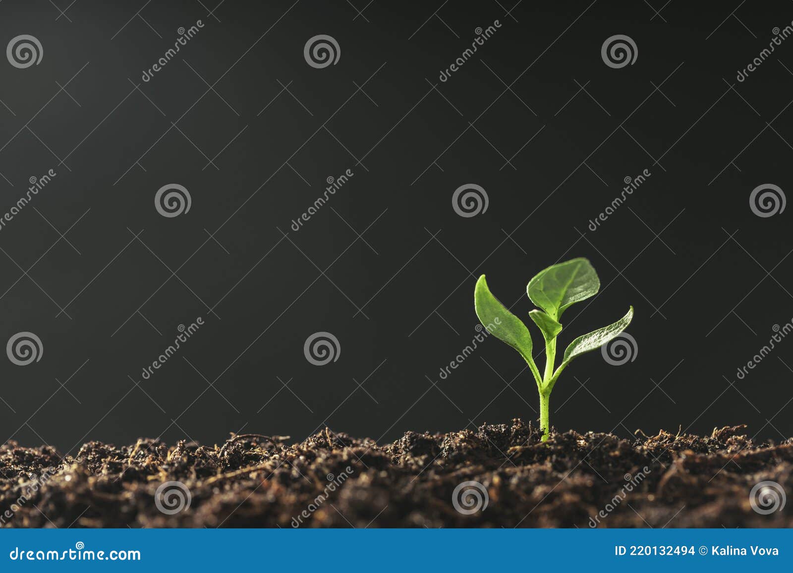 A Green Seedling Growing on the Ground in the Rain Stock Photo - Image ...