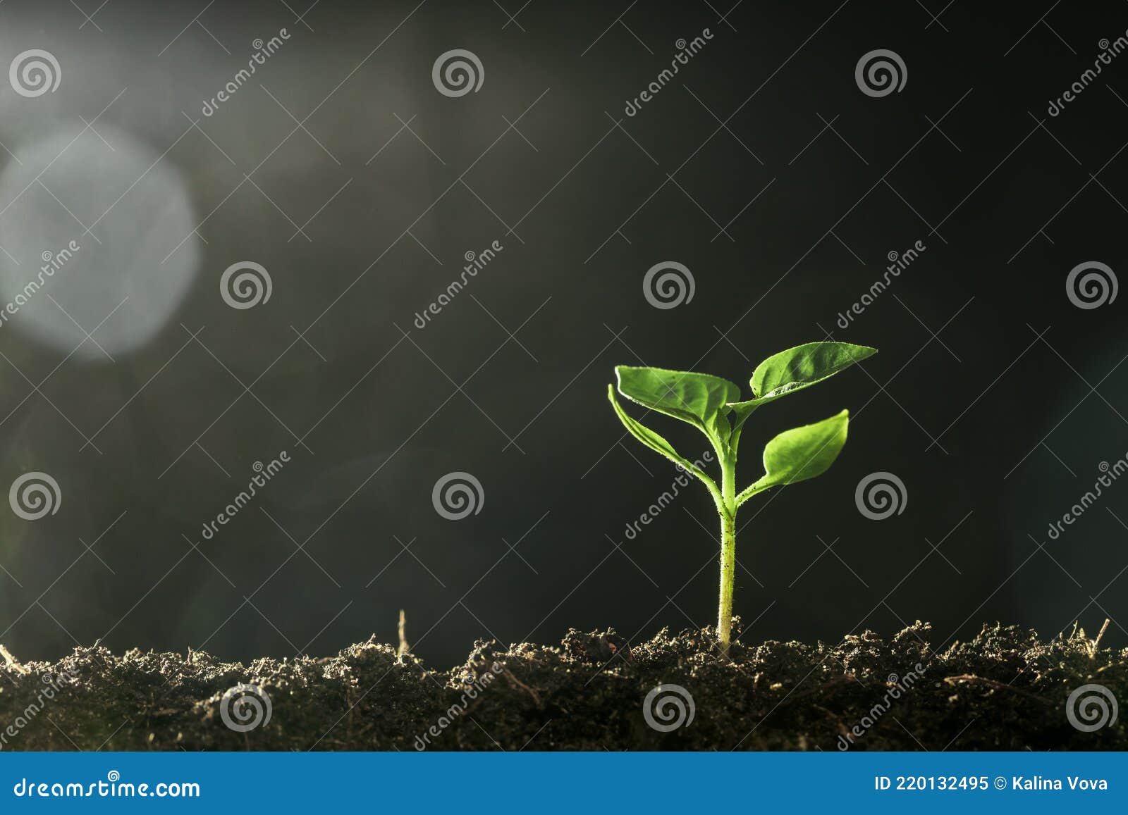 A Green Seedling Growing on the Ground in the Rain Stock Image - Image ...