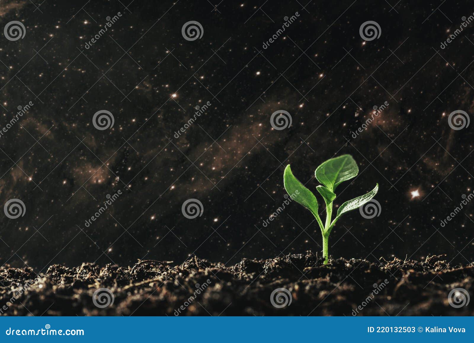 A Green Seedling Growing on the Ground in the Rain Stock Image - Image ...