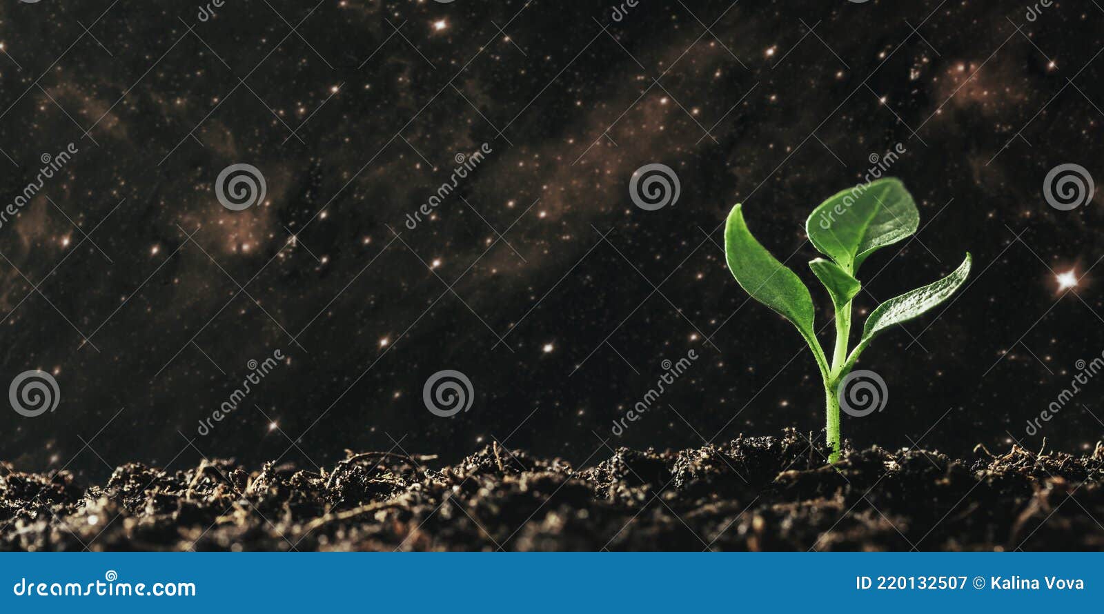 A Green Seedling Growing on the Ground in the Rain Stock Image - Image ...