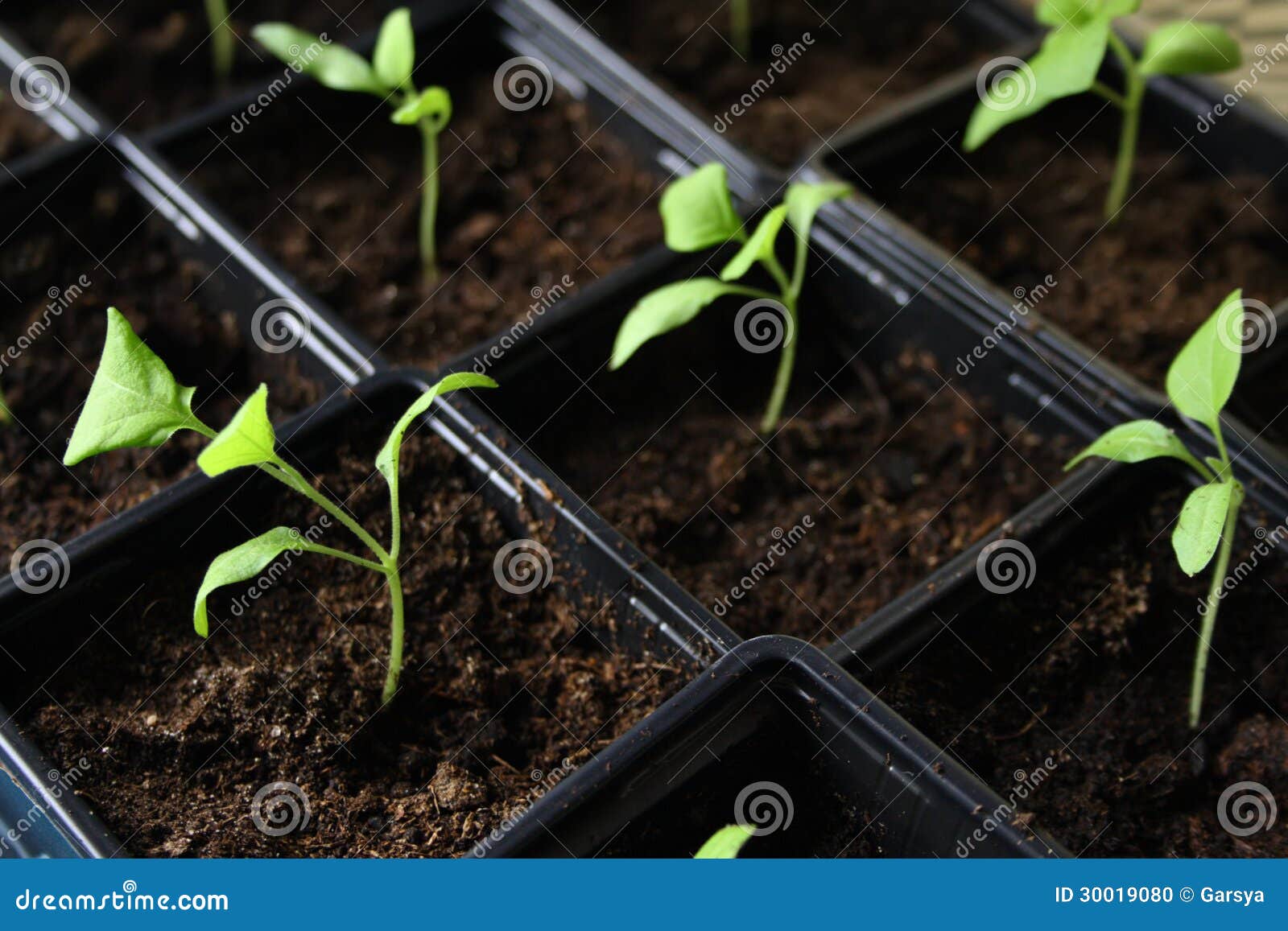 Green seedling stock photo. Image of green, farming, seed - 30019080