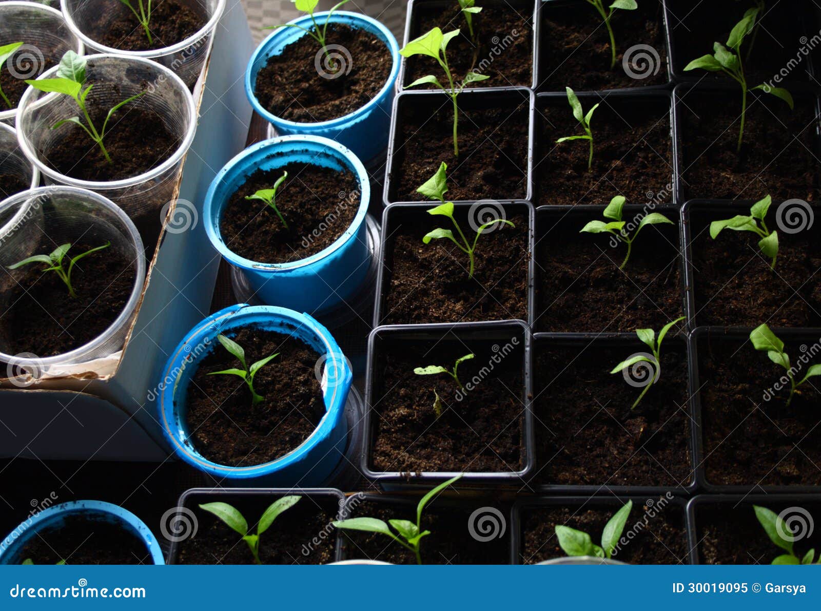 Green seedling stock image. Image of environmental, beginning - 30019095
