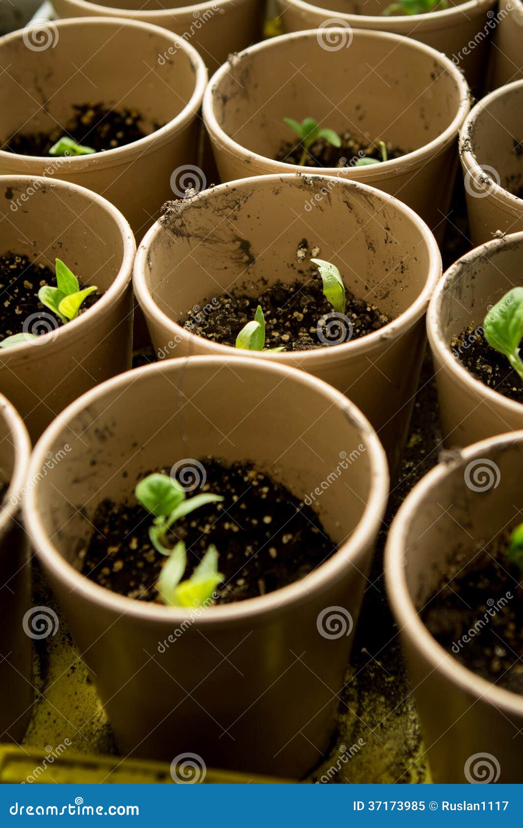 Green Seedling Growing Out of Soil Stock Image - Image of farm ...