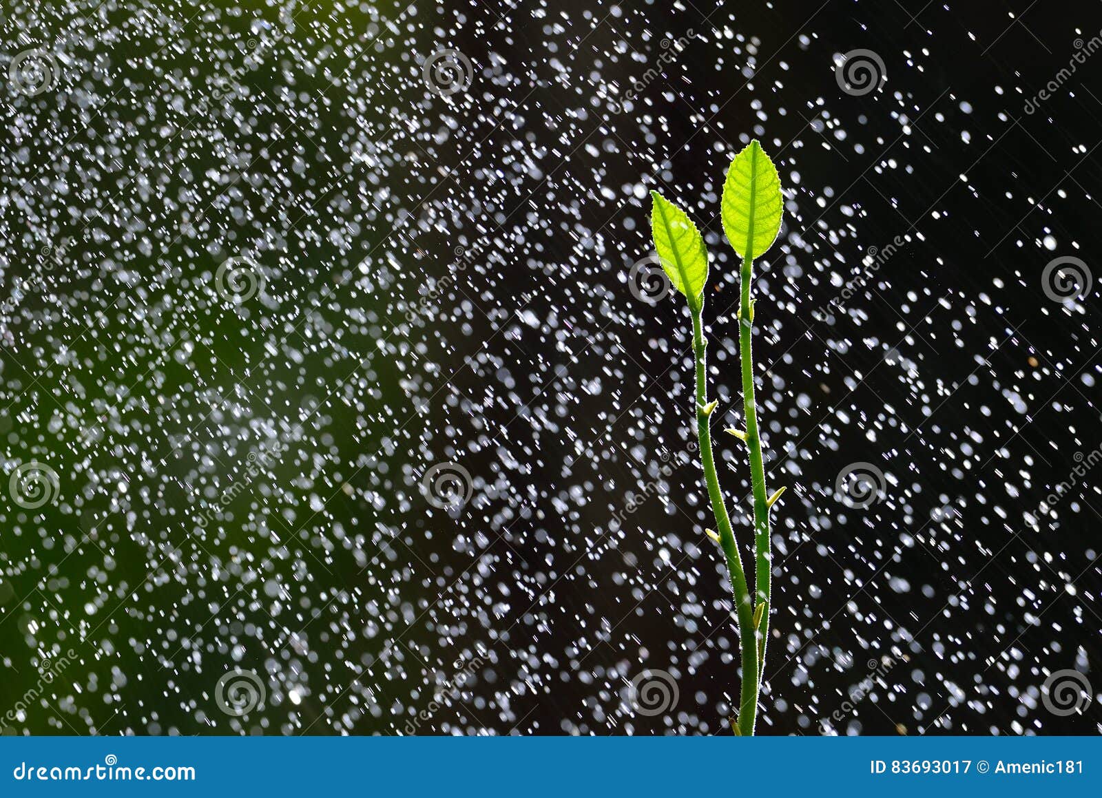 Green Seedling Growing in the Rain Stock Image - Image of land, rain ...