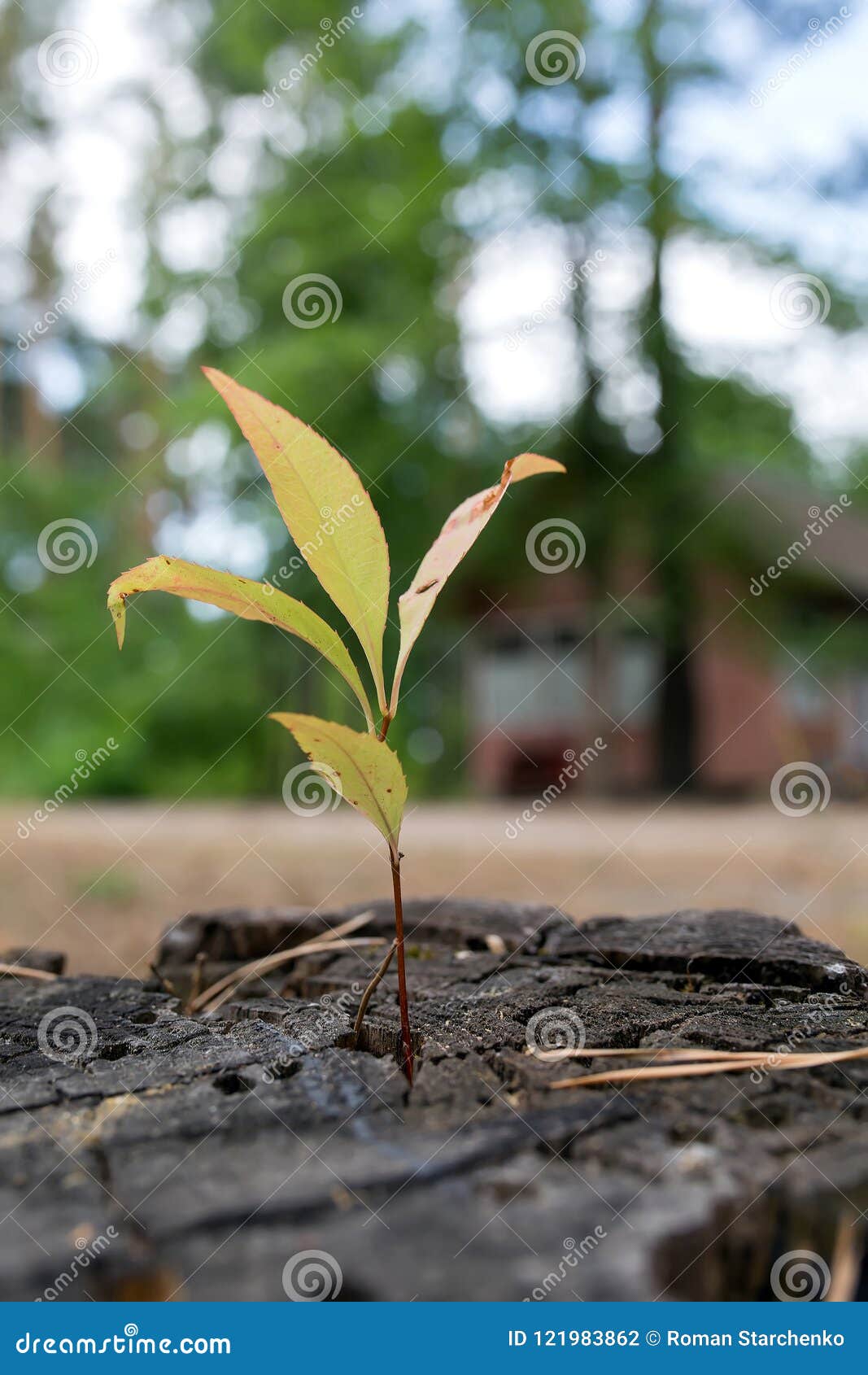 Sprout on the stump stock photo. Image of rebirth, alive - 121983862