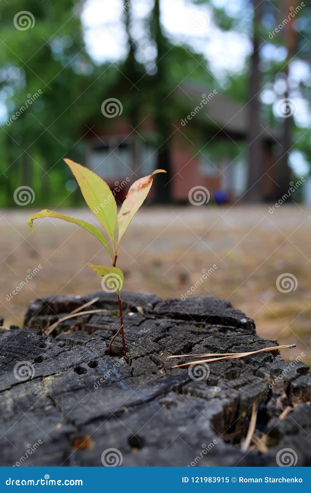 Sprout on the stump stock image. Image of sprout, natural - 121983915