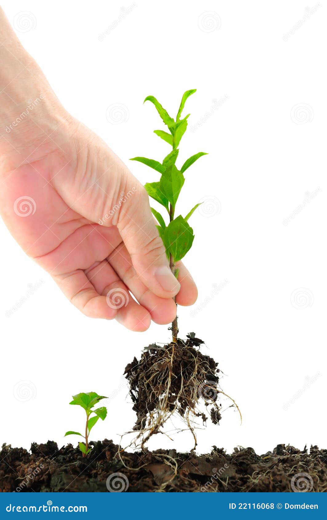 Green seedling in hand stock photo. Image of botany, dirt - 22116068