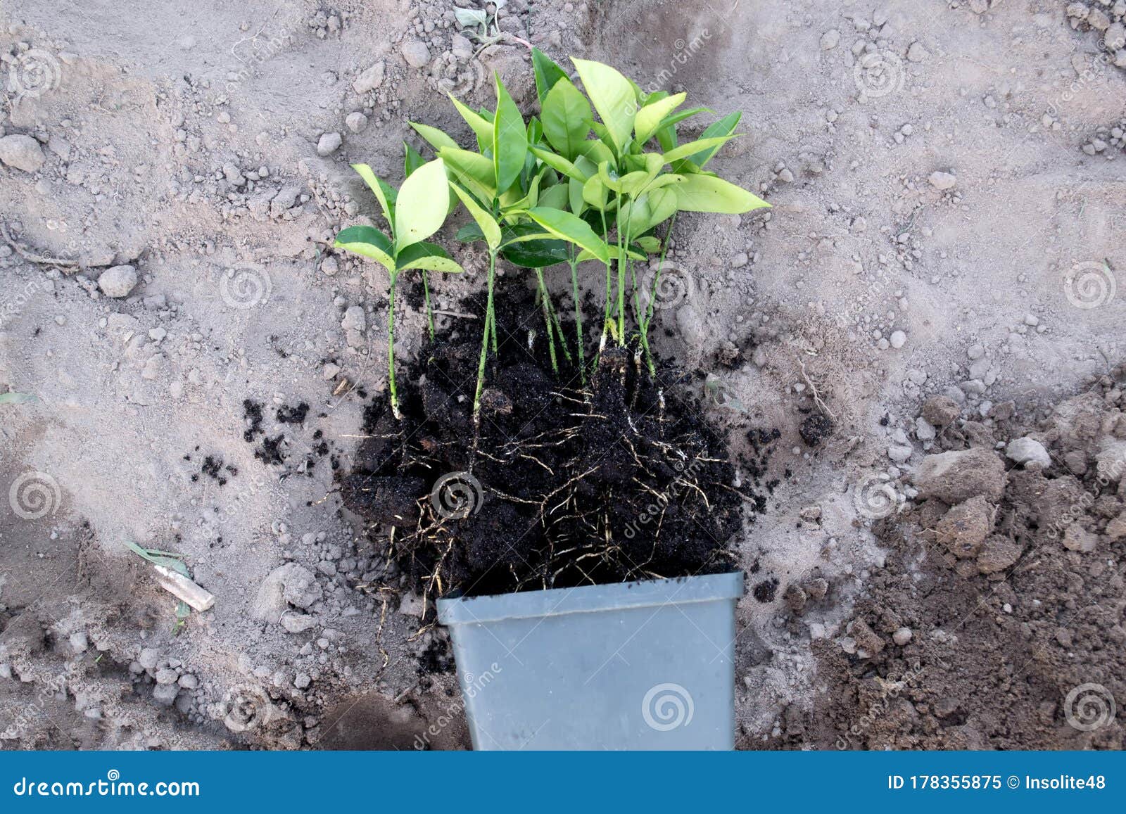 Green Seedling with Open Root System. Stock Image - Image of vegetable ...