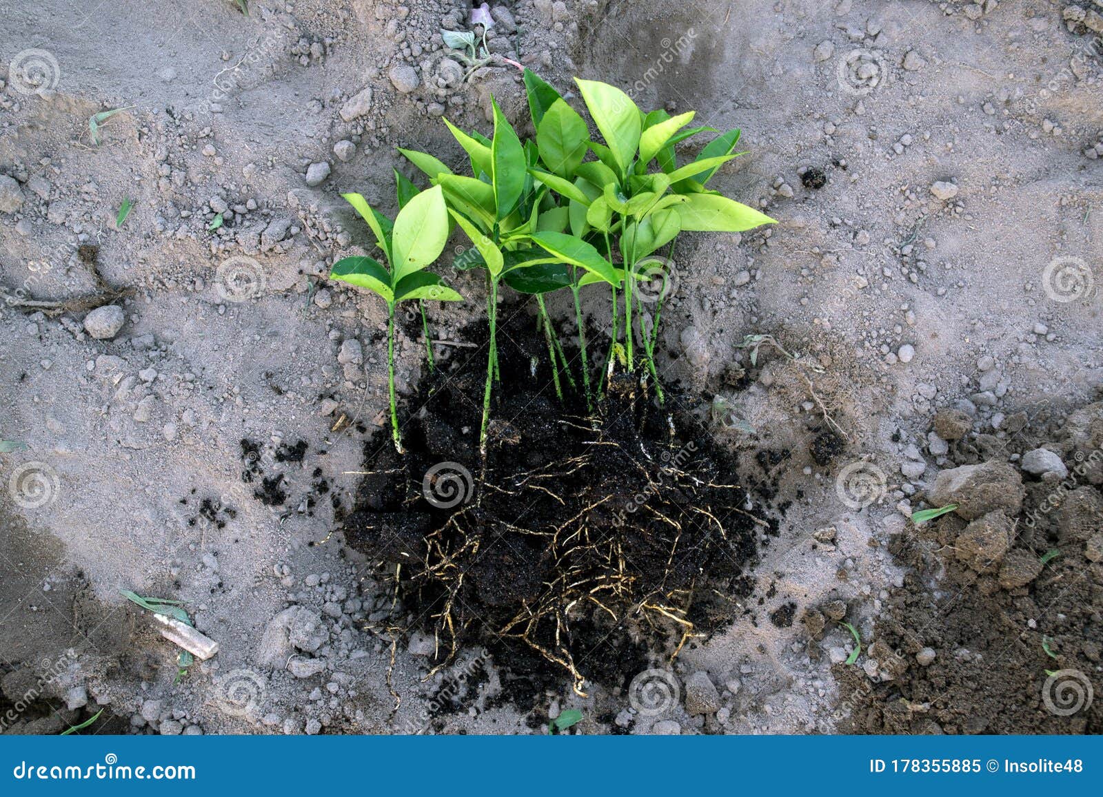 Green Seedling with Open Root System. Stock Image - Image of black ...