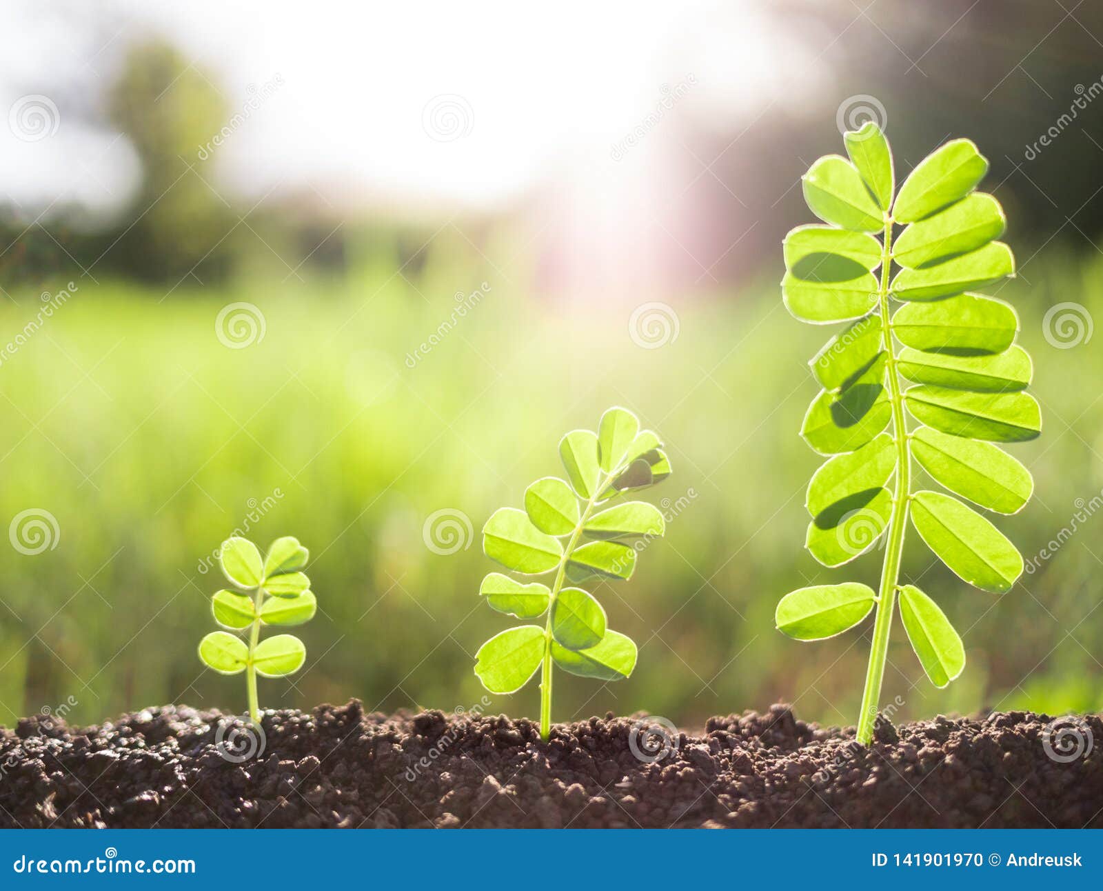 Green Seedling Plants Growing Stock Photo - Image of gardening, outdoor ...