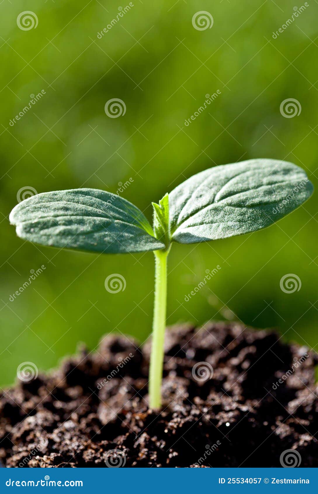 Green seedling (sprout) stock image. Image of garden - 25534057