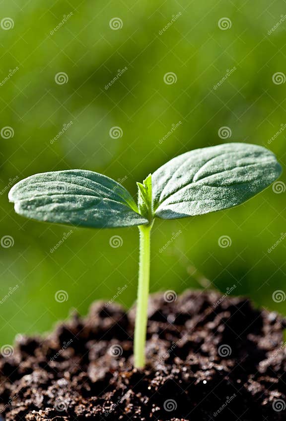 Green seedling (sprout) stock image. Image of garden - 25534057
