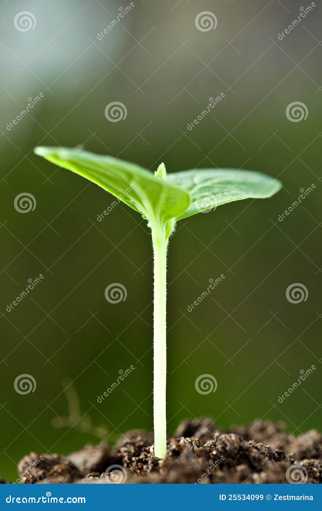 Green seedling (sprout) stock image. Image of beginning - 25534099