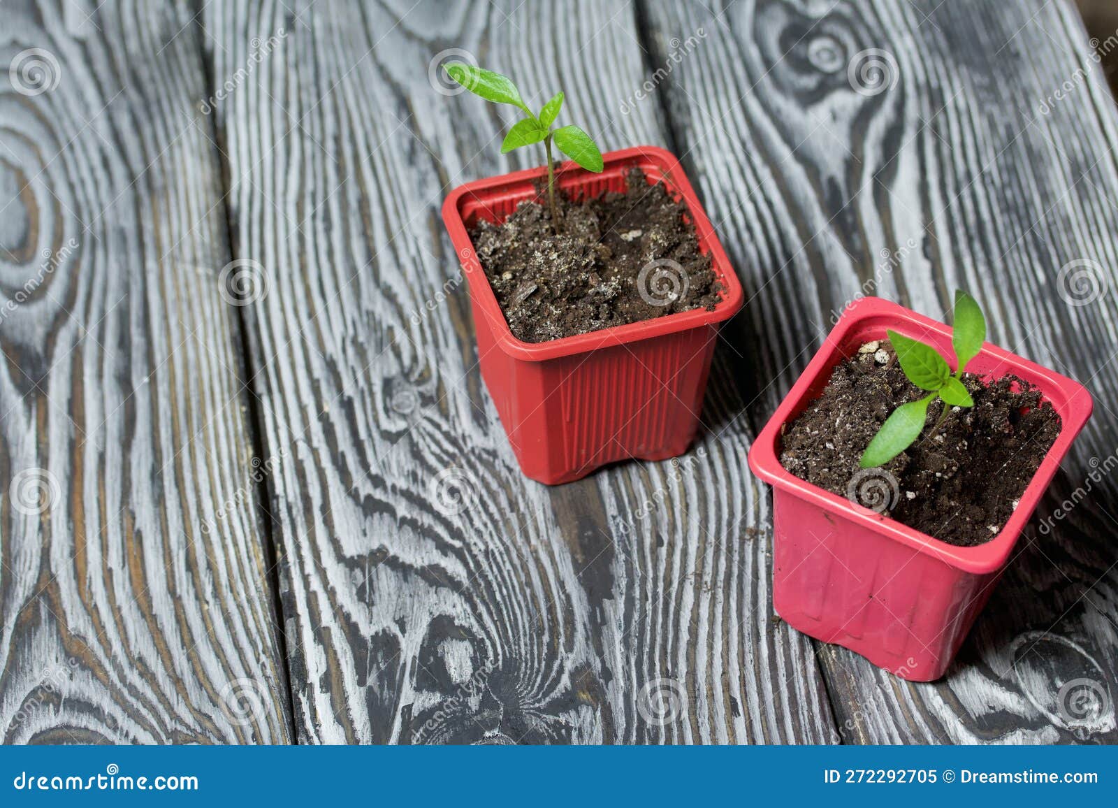 Green Seedling Sprouts. Growing Seedlings in a Plastic Container. on ...