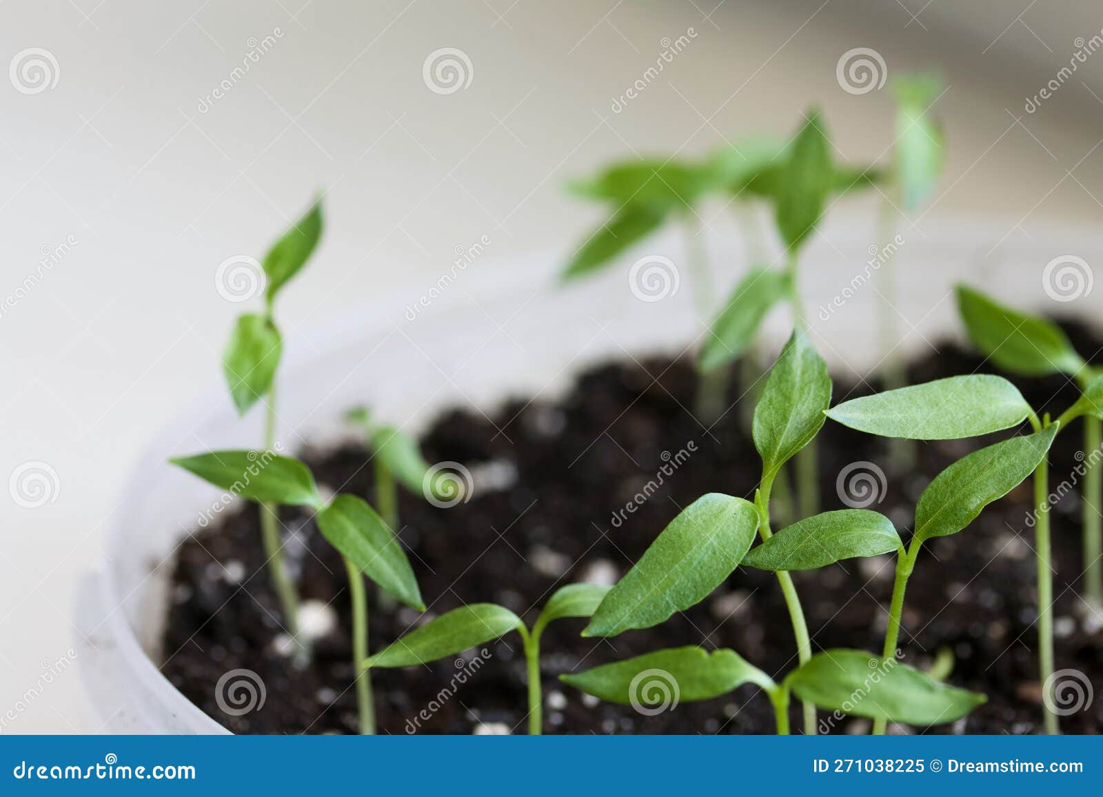 Green Seedling Sprouts. Growing Seedlings in a Plastic Container Stock ...