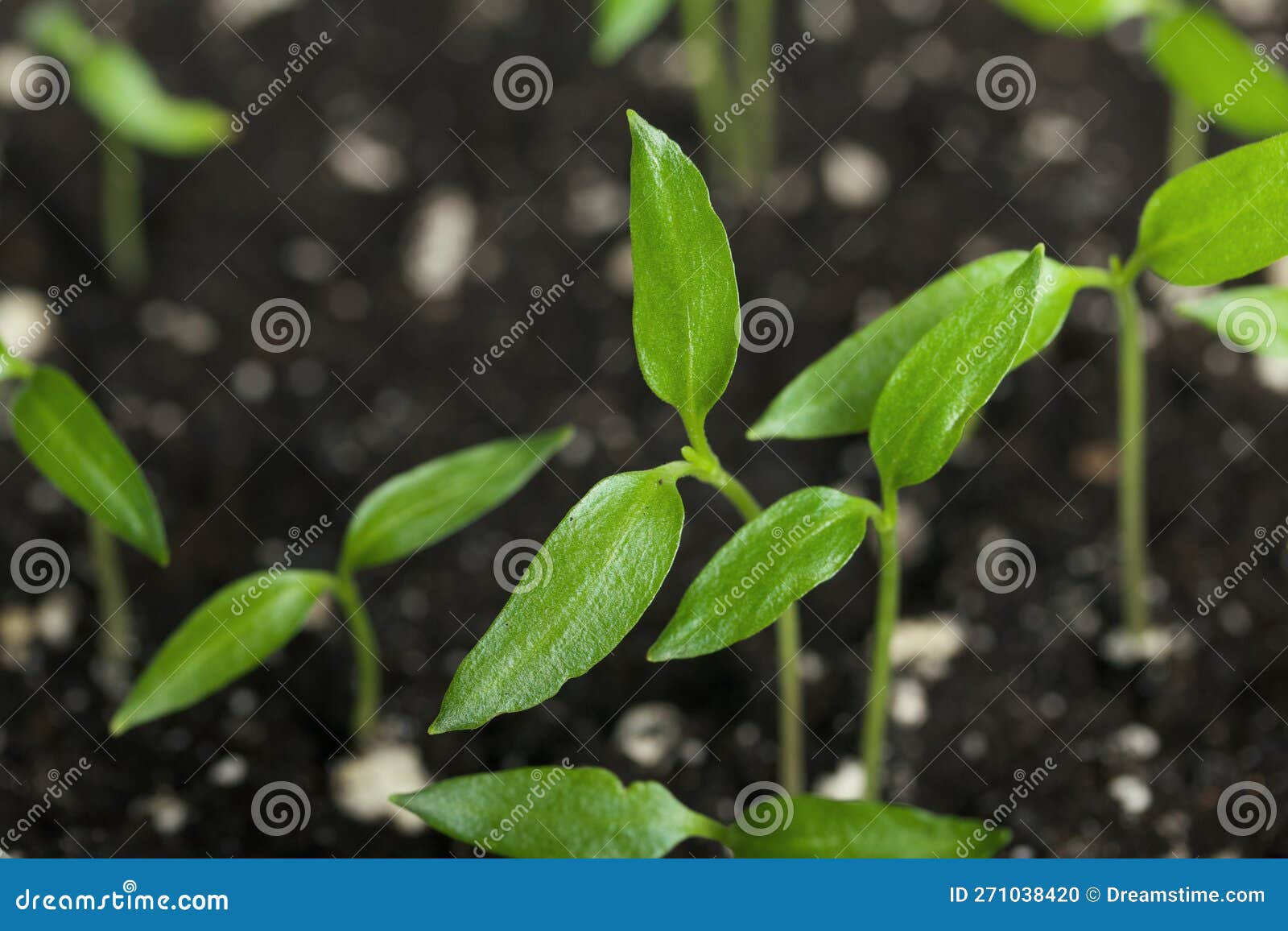 Green Seedling Sprouts. Growing Seedlings in a Plastic Container Stock ...