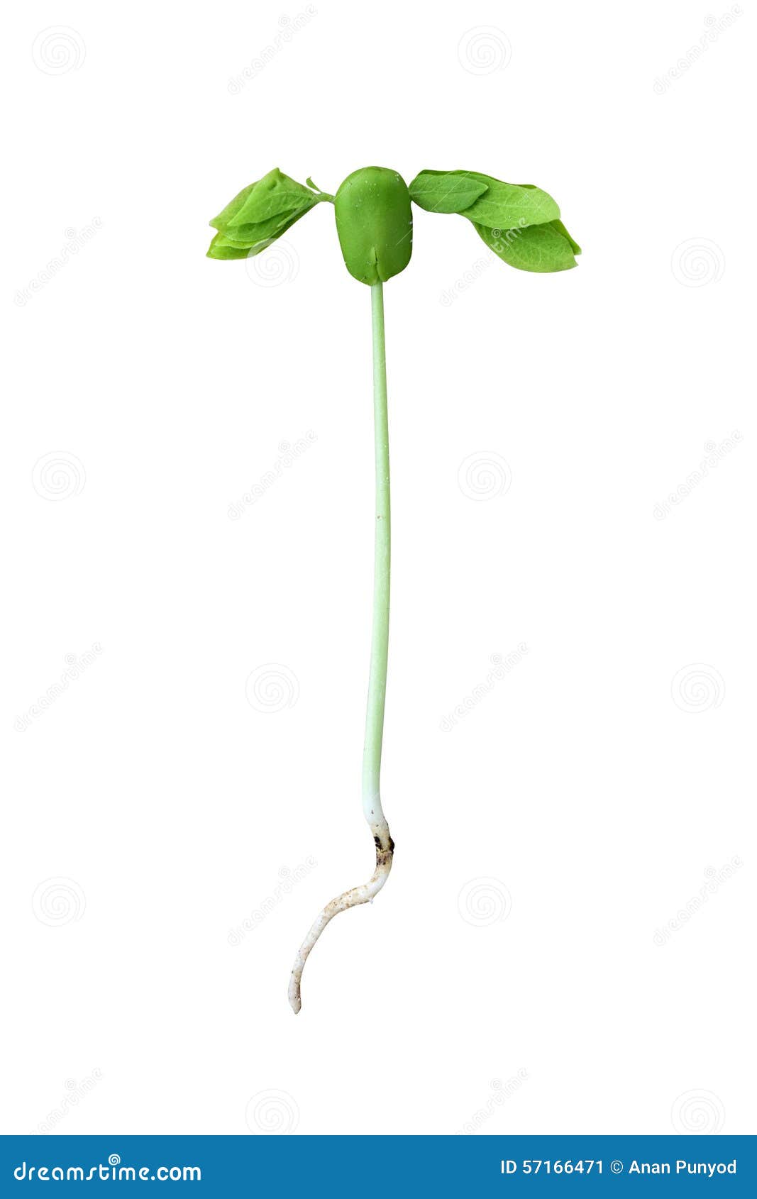 Green Seedling Tree Isolate on White Background Stock Image - Image of ...