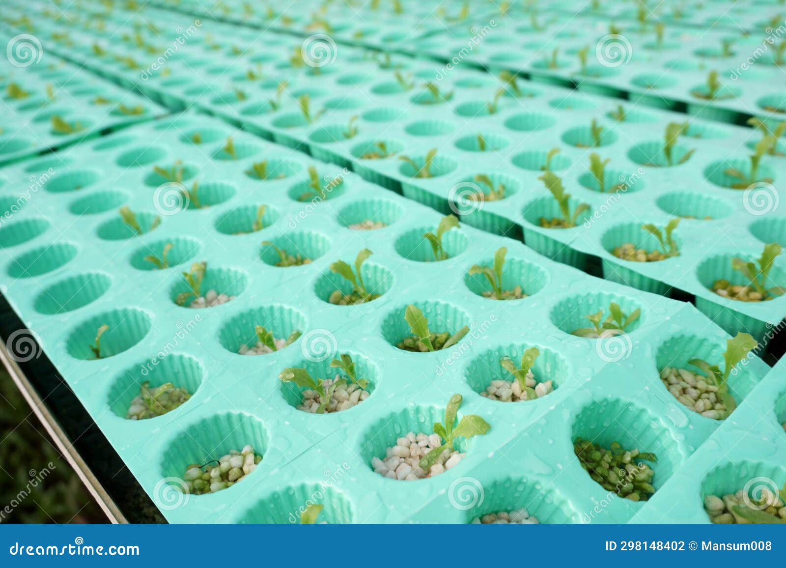 Green Seedlings in the Box for Planting Stock Photo - Image of nursery ...