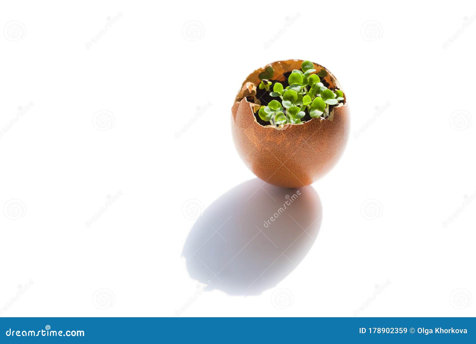Green Seedlings Inside an Egg Shell on a White Background Stock Image ...