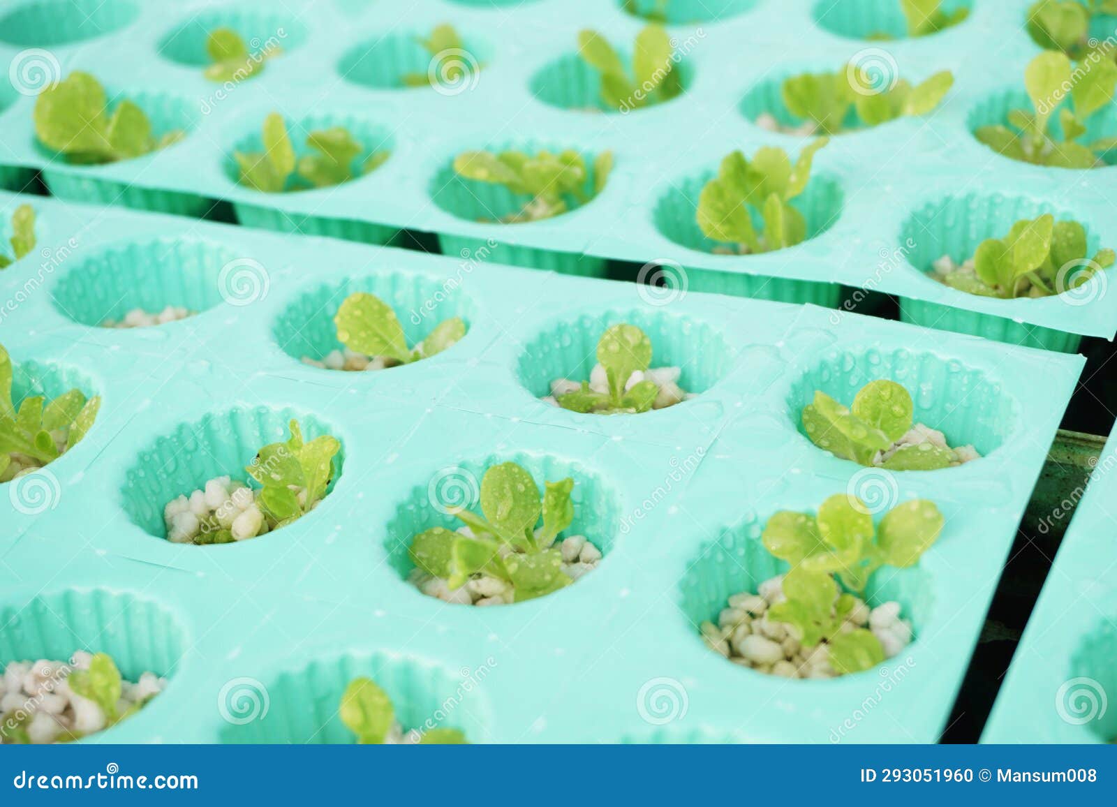 Green Seedlings in Plastic Containers for Seedlings Stock Photo - Image ...