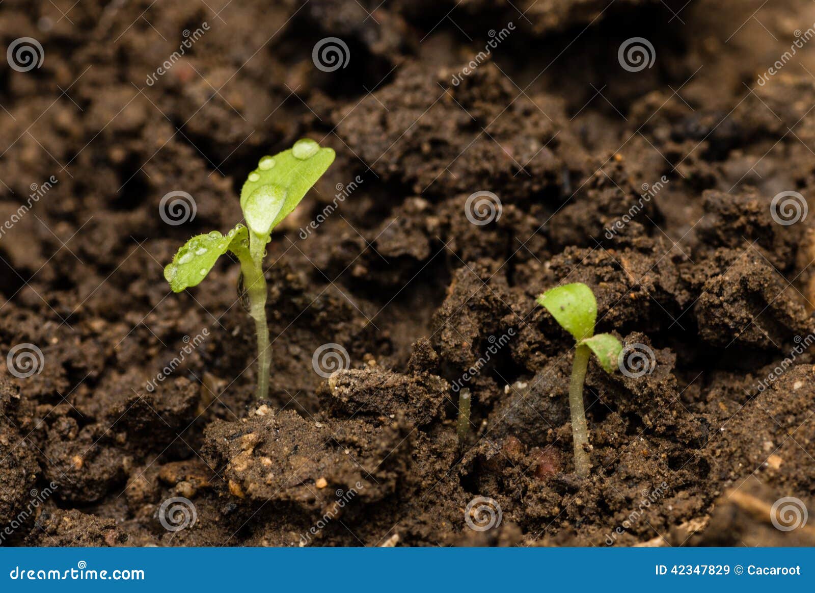 Green seedlings stock image. Image of fertile, earth - 42347829
