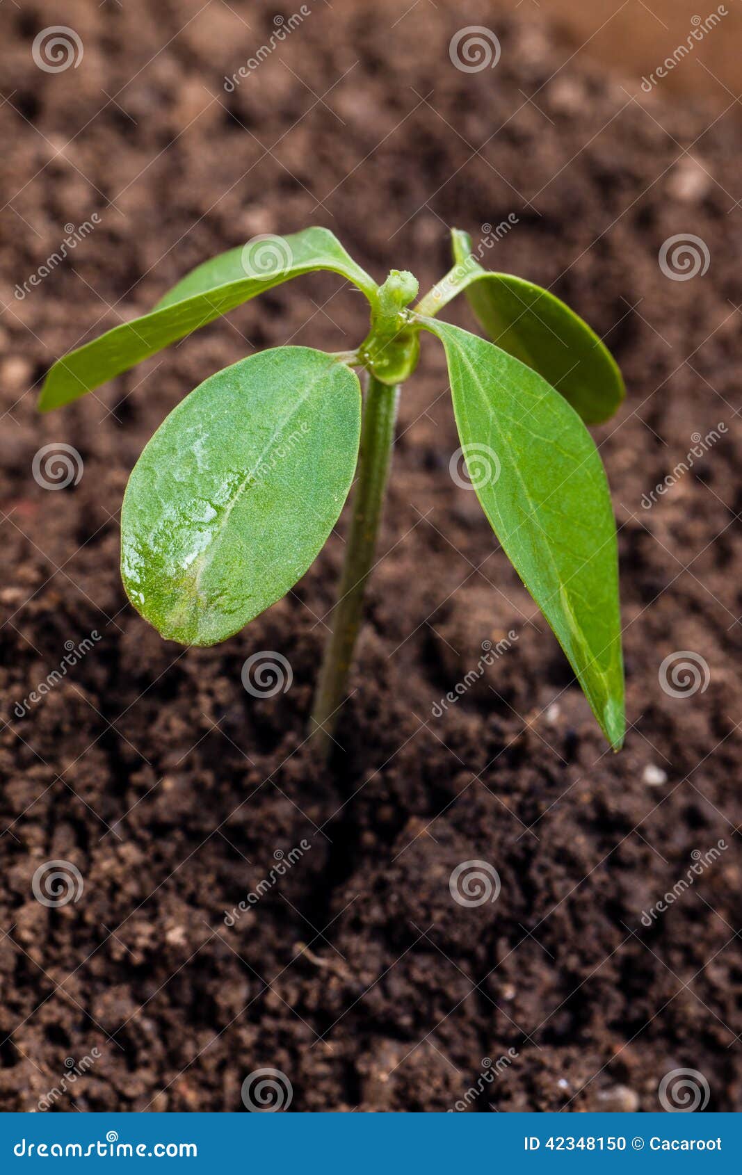 Green seedlings stock photo. Image of ground, seedling - 42348150