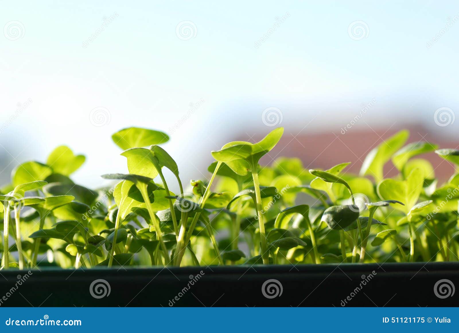 Green Seedlings on Sunlight Stock Image - Image of young, spring: 51121175