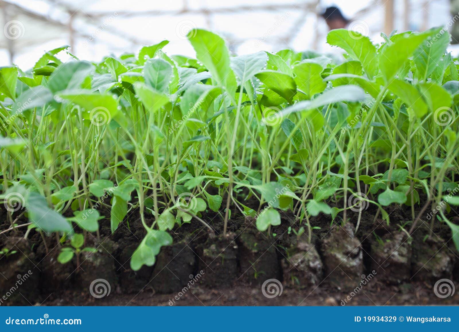 Green seeds stock image. Image of back, kernel, granule - 19934329