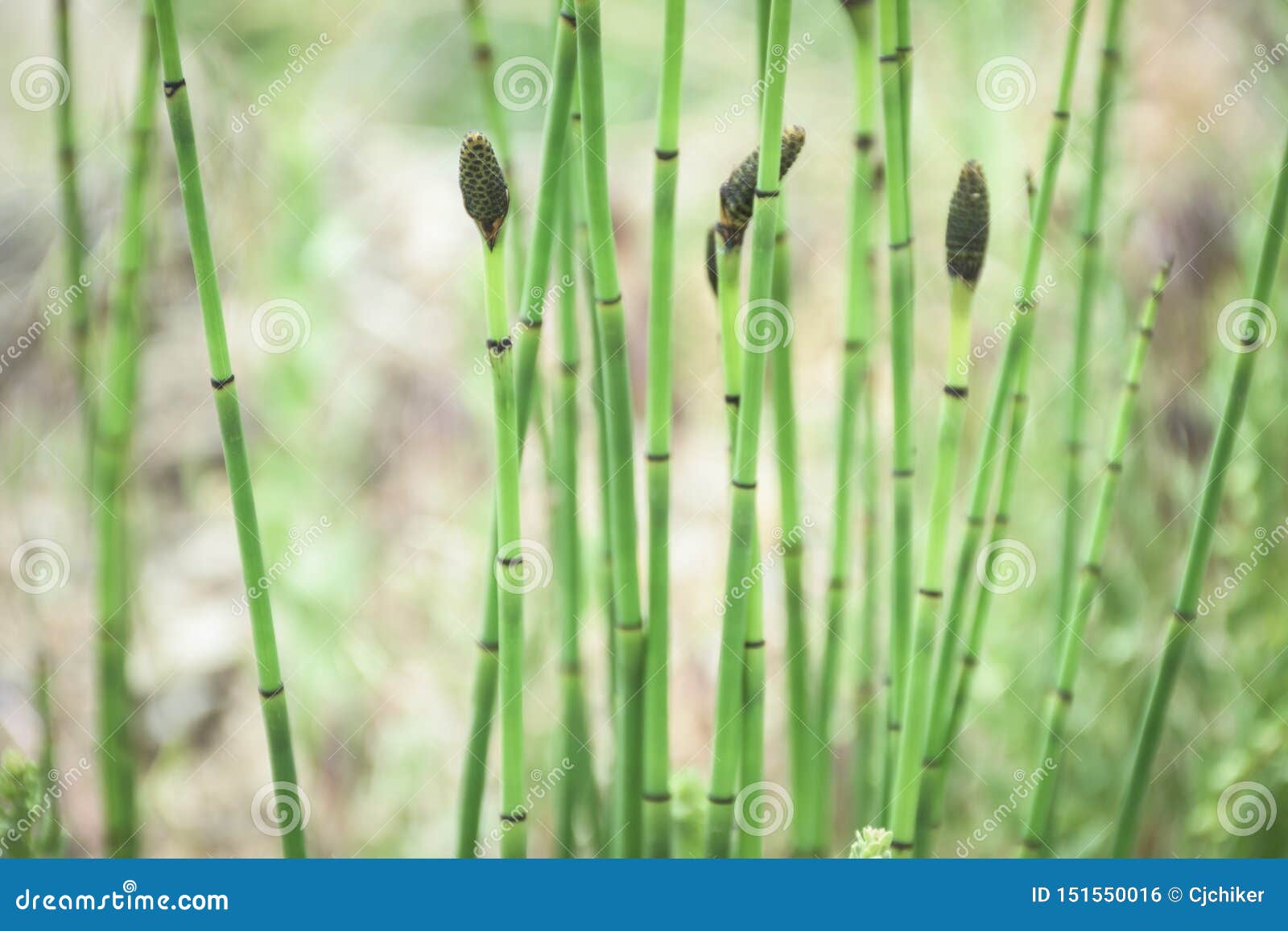 Horsetail Equisetum Laevigatum or Smooth Scouring Rush Stock Photo ...