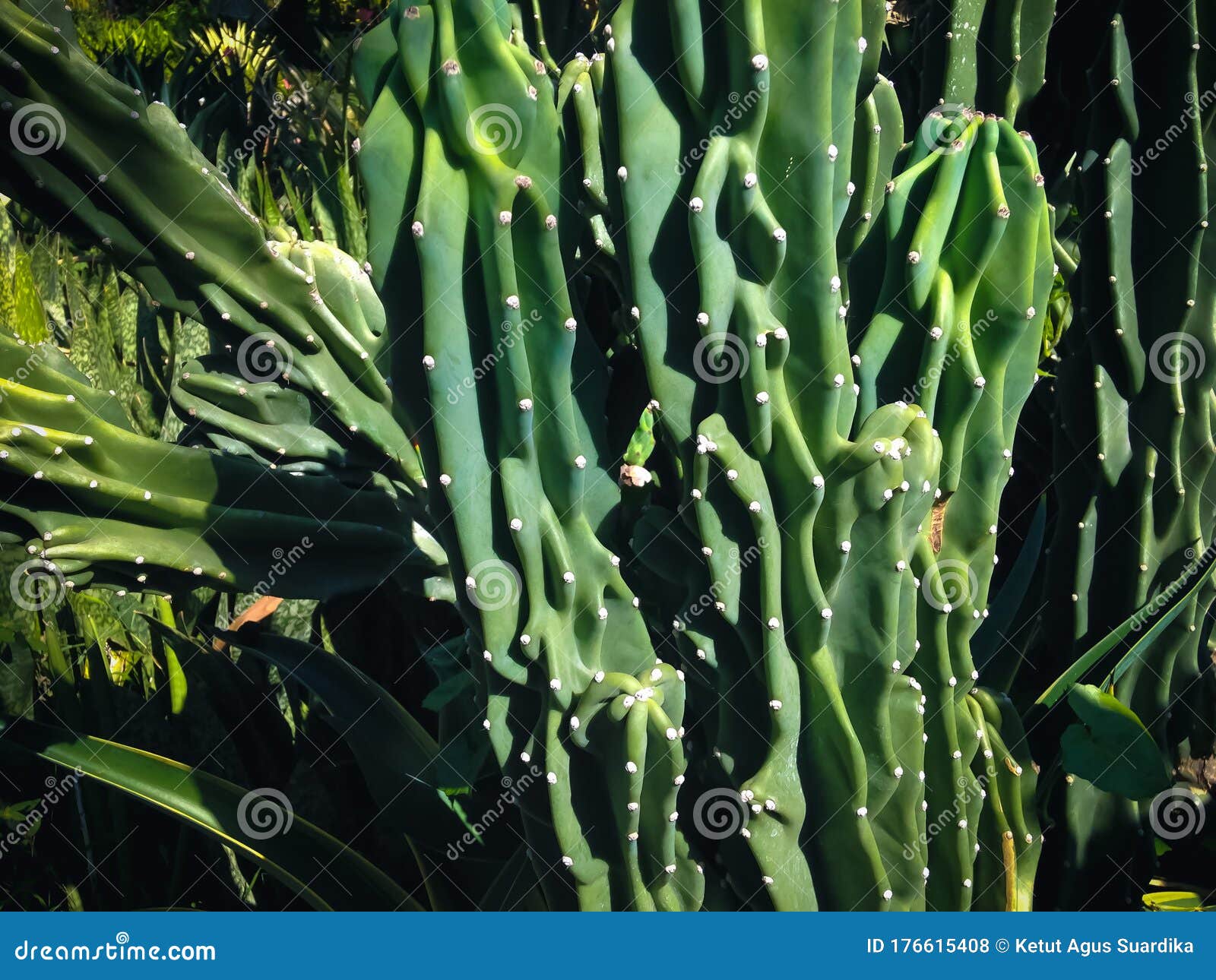 Green Segmented Stems of Cactus Plant in the Garden Stock Photo - Image ...