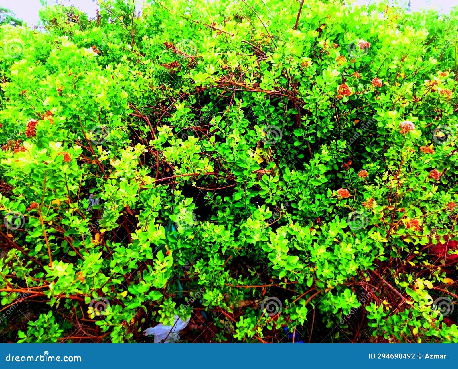 A Green Semboja Tree with Flowers in Bloom Stock Photo - Image of ...