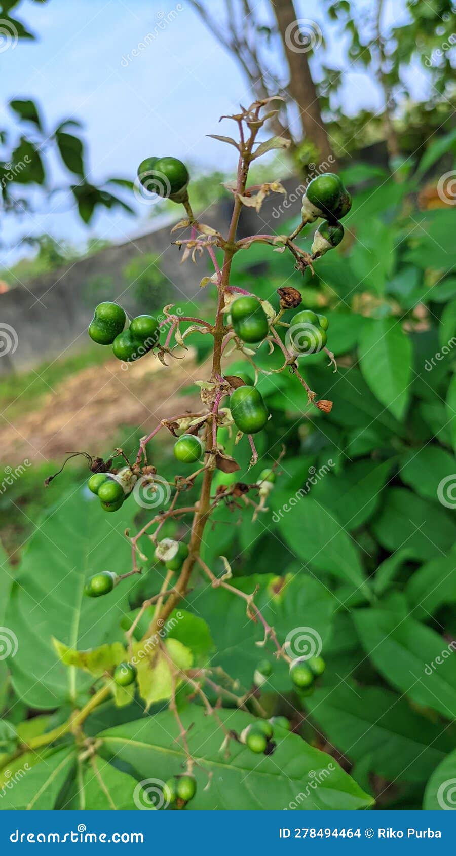 Green Semi-spherical Fruit of Wild Plants Stock Photo - Image of forest ...