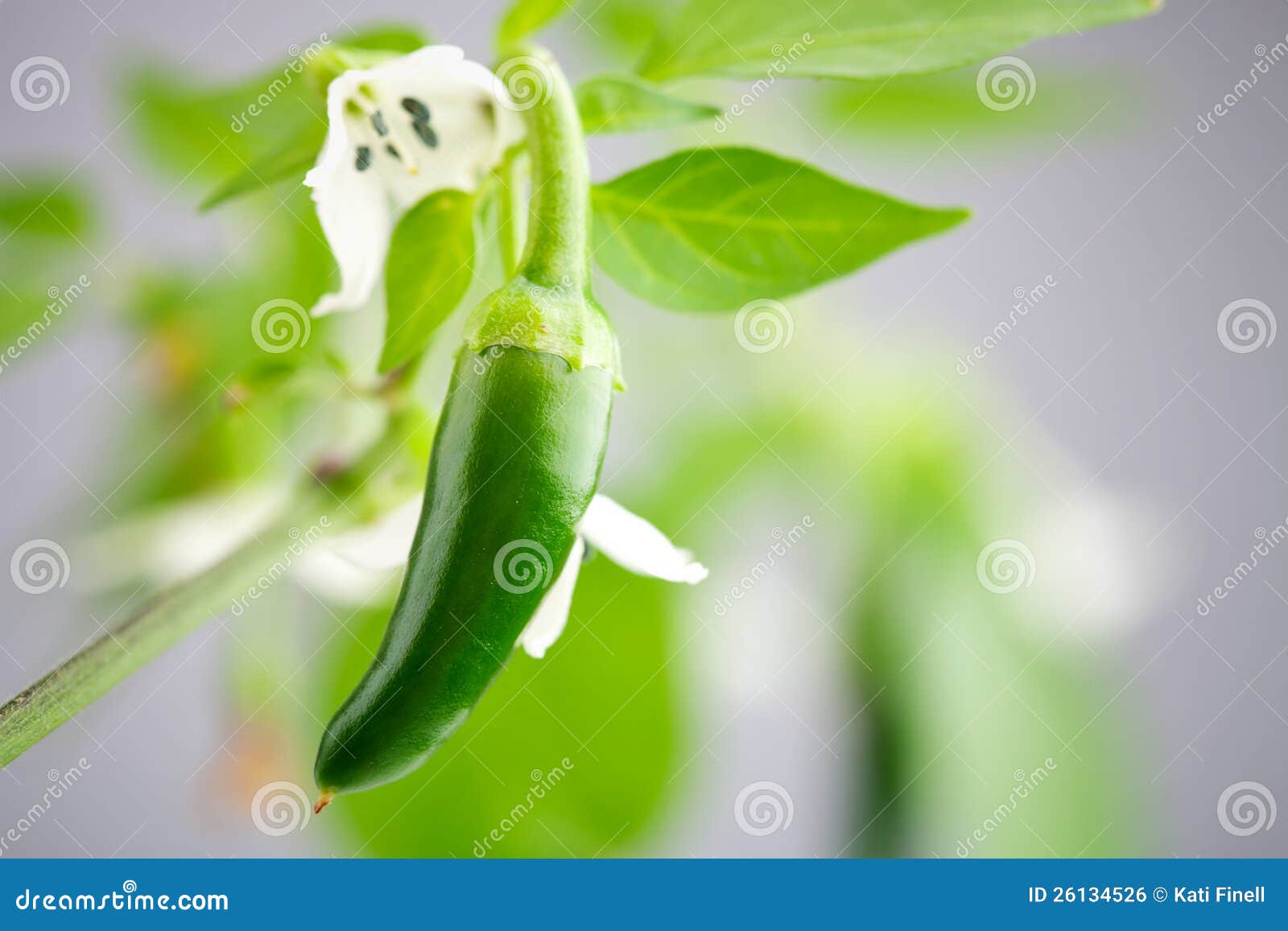 Green serrano chili stock photo. Image of cooking, cook - 26134526