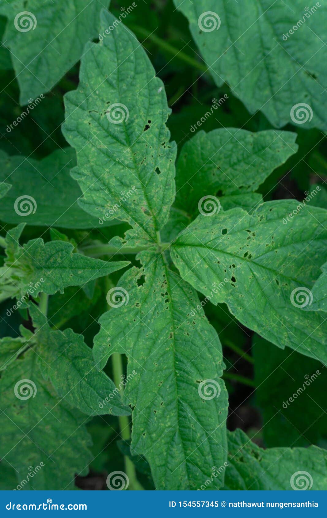 Green Sesame Leaf Growing in the Tree White Sesame Tree Agriculture ...
